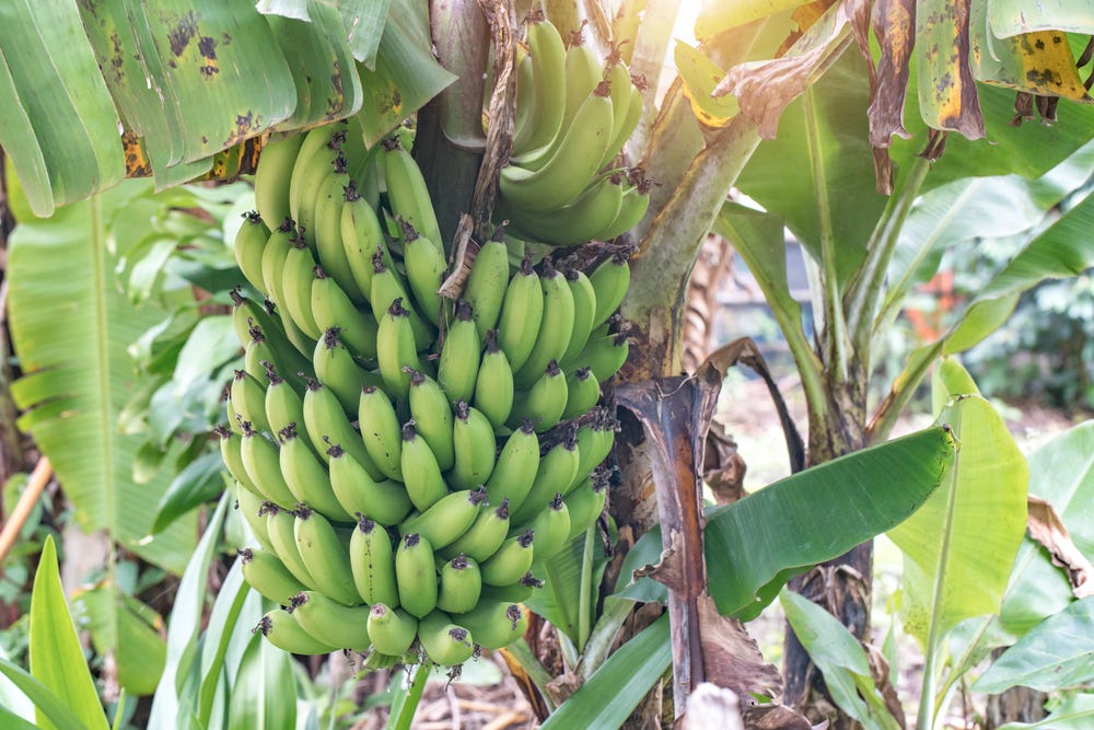 The Very Long Journey of a Banana | by Daniel Ganninger | Knowledge ...