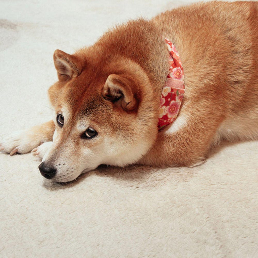Kabosu the Shiba Inu dog who inspired crypto token ‘Doge’ meme is ...