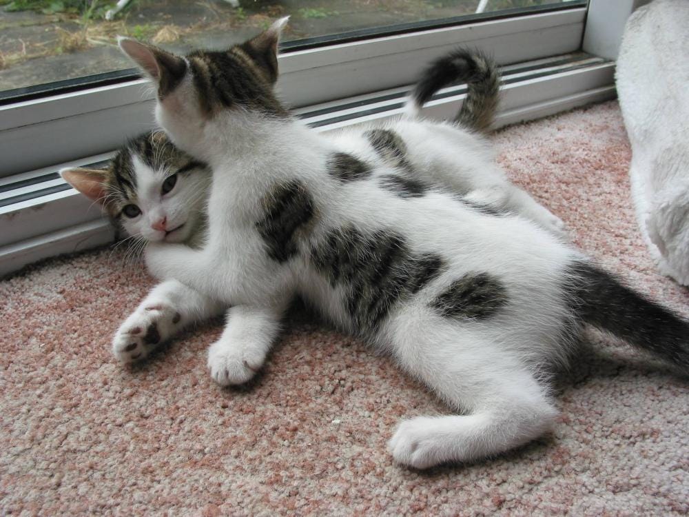 I joked that one of us was dying. In the end, one of us was. | by Vixx T | Medium