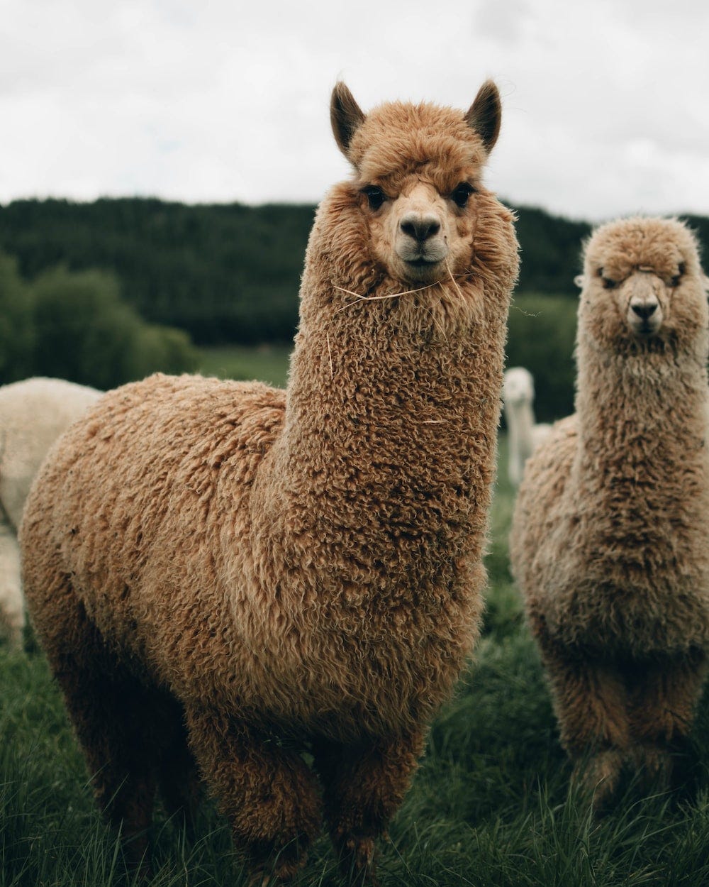 Chatbots with Llama 2: FastAPI, Celery, Redis, Docker | Towards Data ...