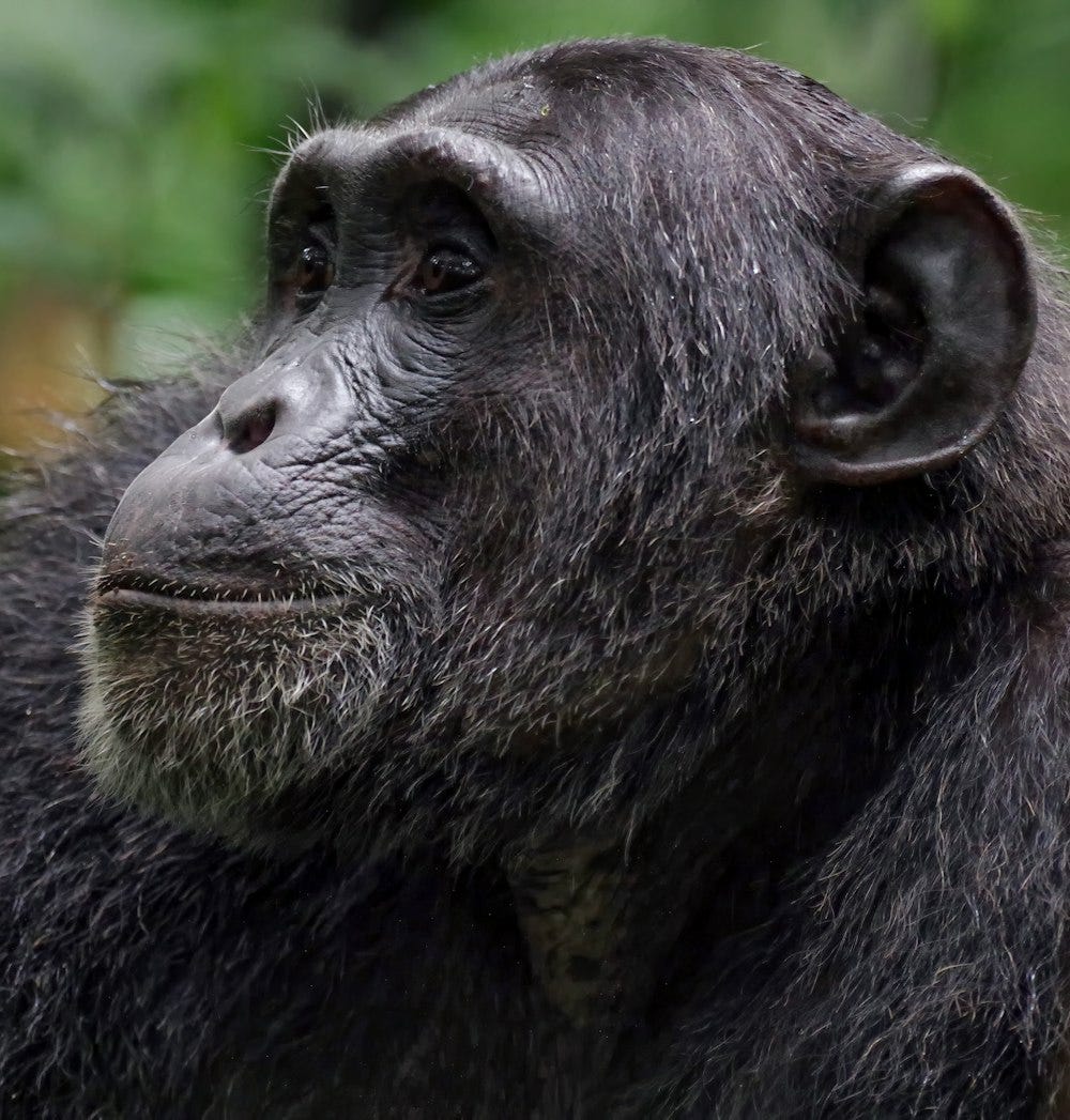 Understanding The Chimp Within You | by Kabilan Thavabalalingam ...