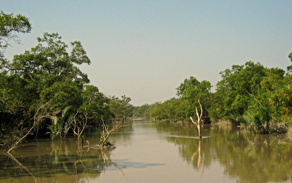 Sundarbans | by Nayan Sarker | Dec, 2023 | Medium