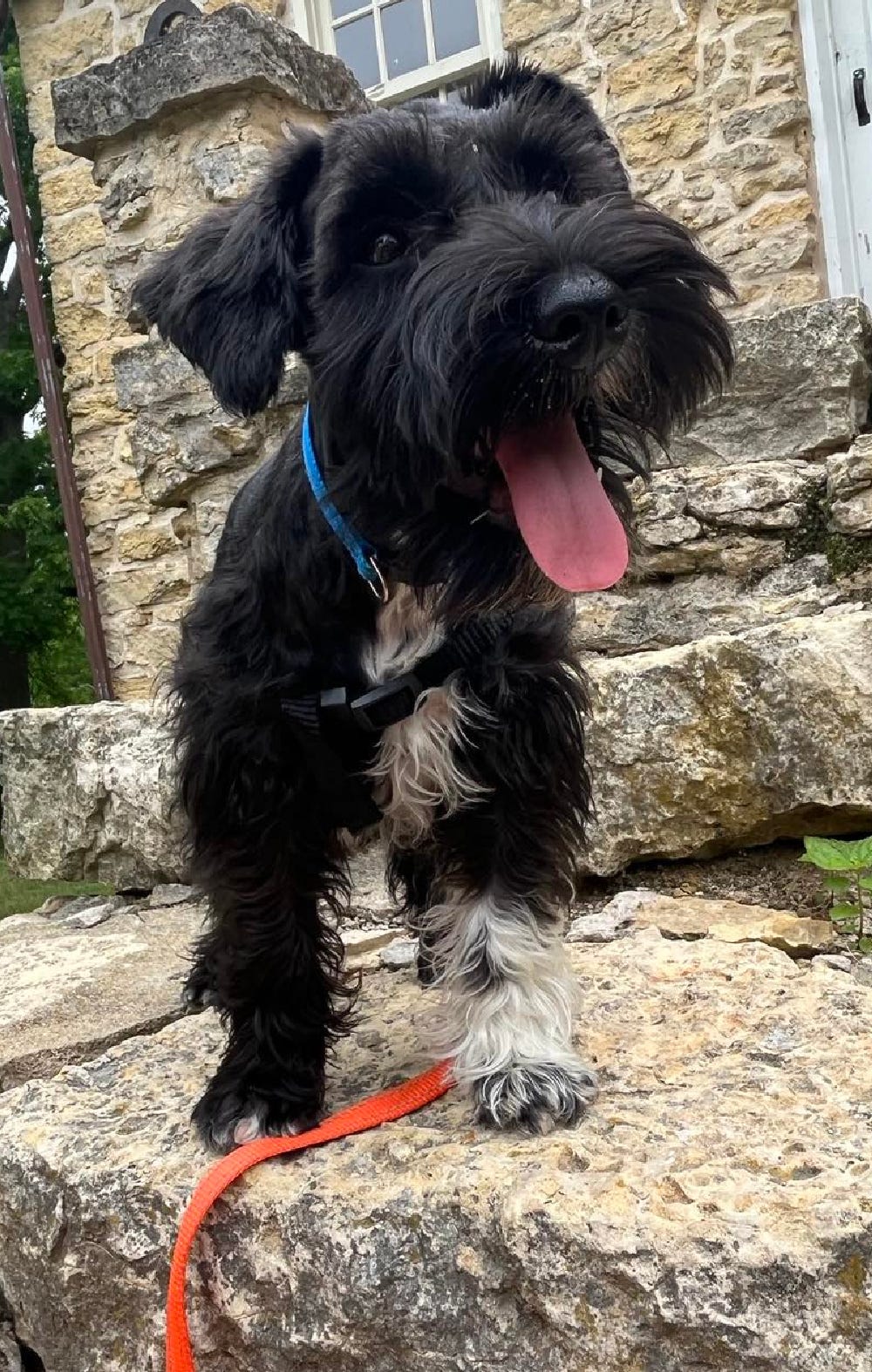 Positive Puppy Power. It just is | by Chris Bunton | Good Vibes Club ...