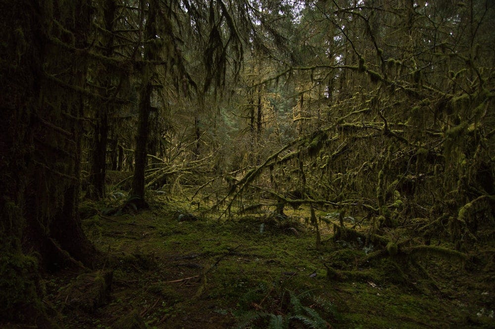 The Intricate Dance of Ecosystems: Exploring the Interconnectedness of ...