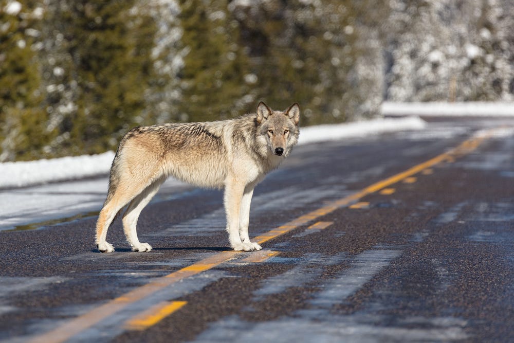 Humans vs. Wolves: A History of Man’s Best Frenemy | by Richard Gordon ...