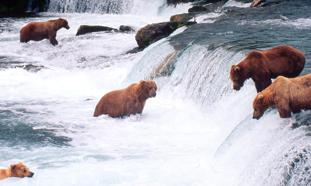 What kind of bear is best?. What kind of bear is best? Different… | by ...