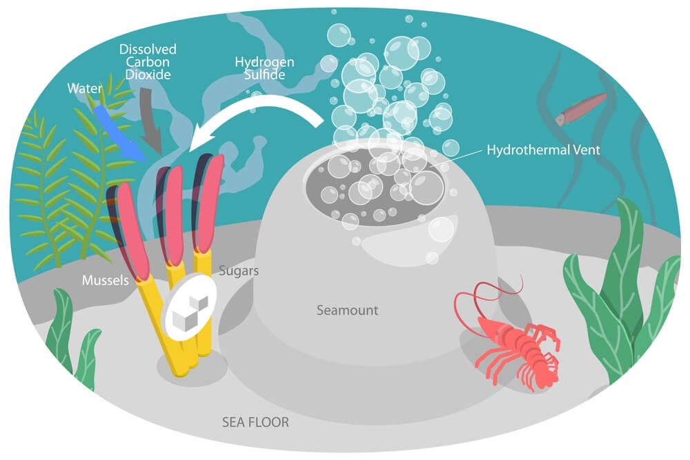 What Is The Deep Sea Chemosynthesis — deepseawonders | by ...