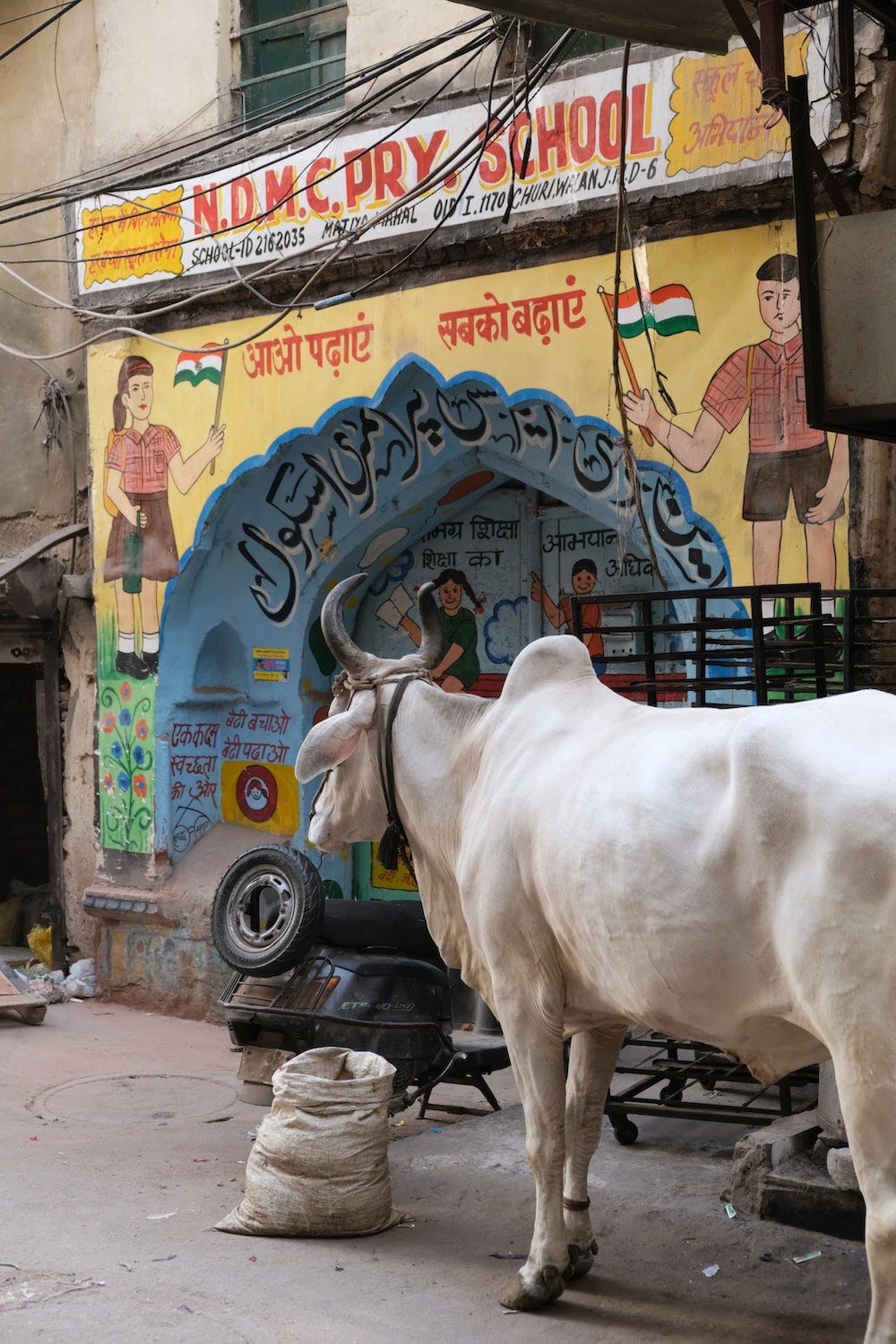 Cows in India: Their Cultural, Religious, and Economic Significance | by Dimi Nosh | Medium