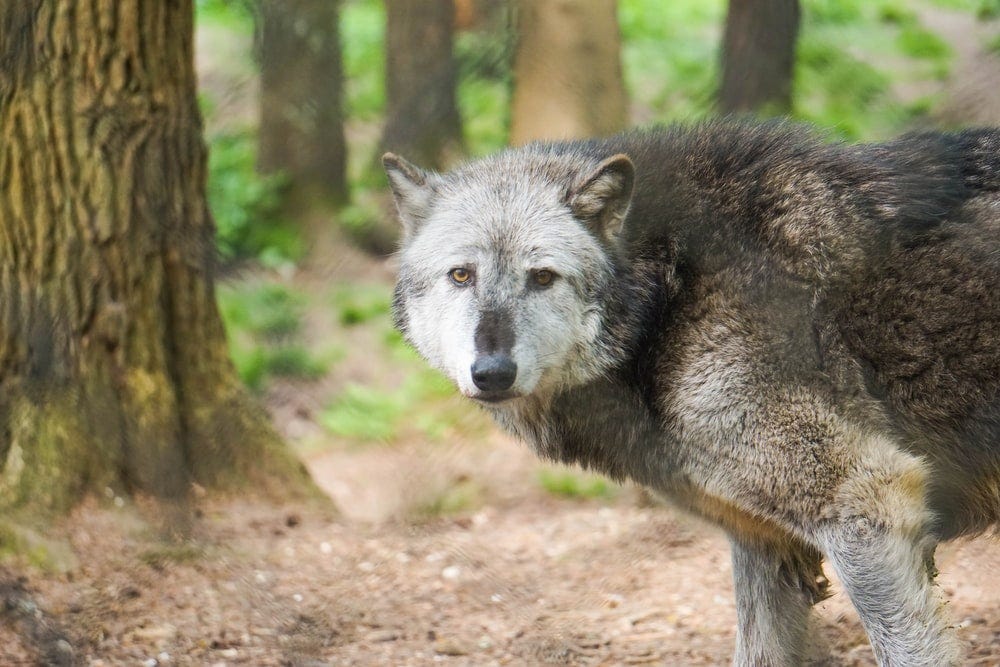 Wolves of Yellowstone (Removal). The wolves of Yellowstone is a unique ...