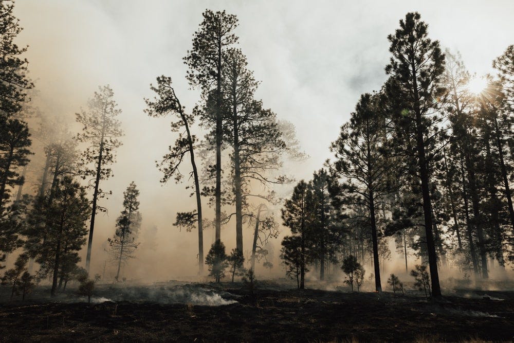 Incendiary Poem. What started as a controlled burn… | by T Brown ...