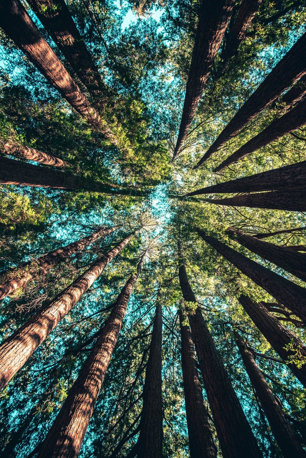 Random Forest for Feature Importance | by James Thorn | TDS Archive ...
