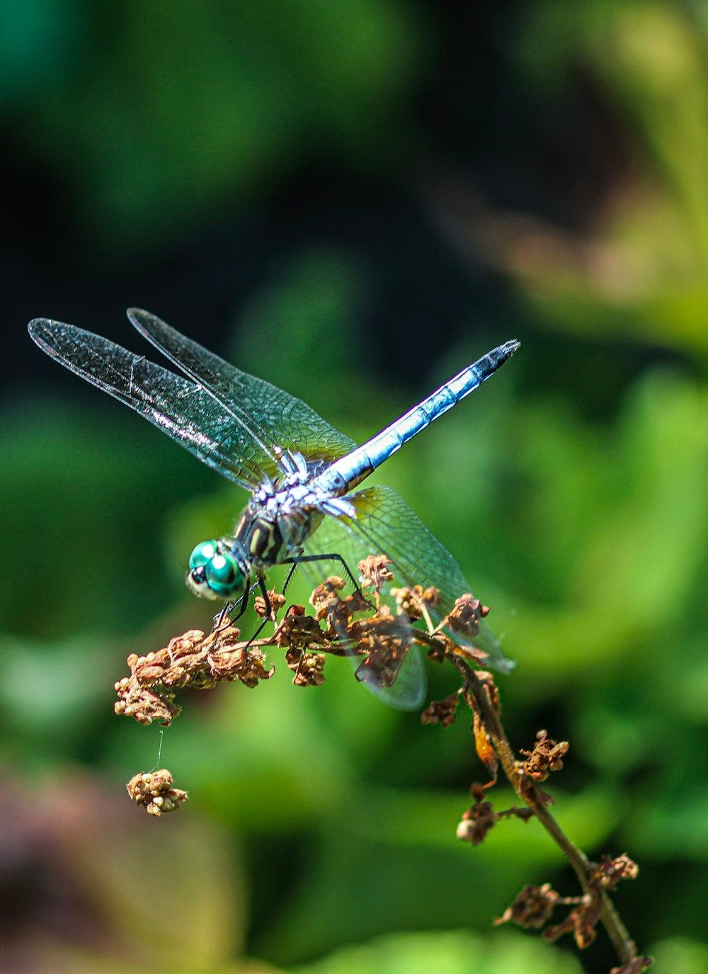 The Fascinating World of Insects: Tiny Wonders with Big Impacts | by ...