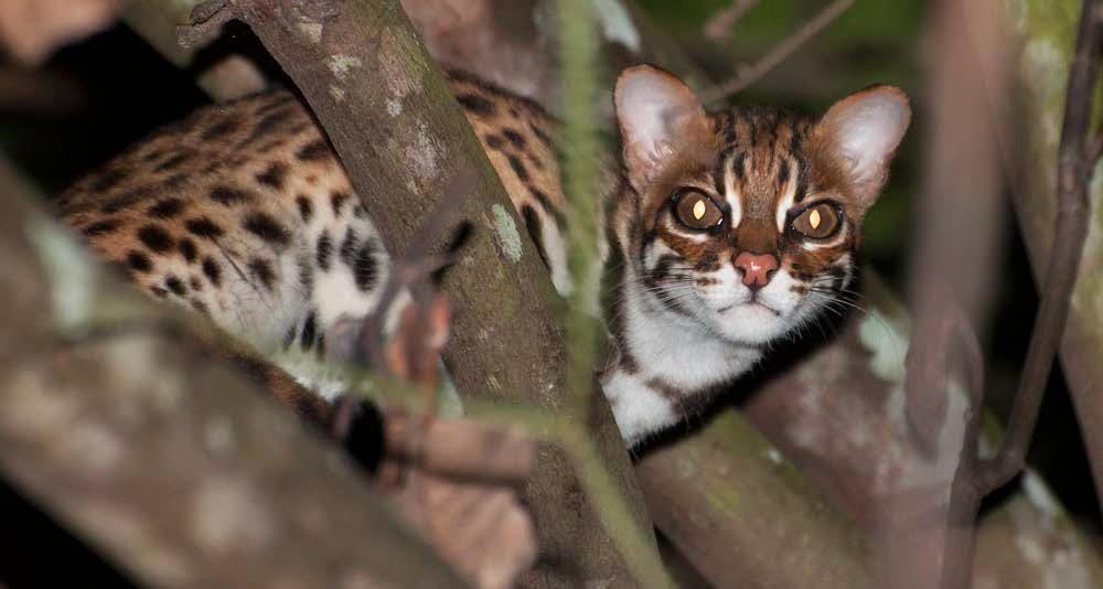 Behold the peerless beauty of the Asian wild leopard cat! | by Freda ...