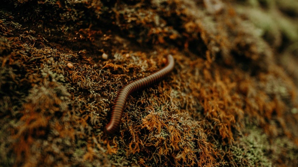Earthworms - Rainbow Salad - Medium