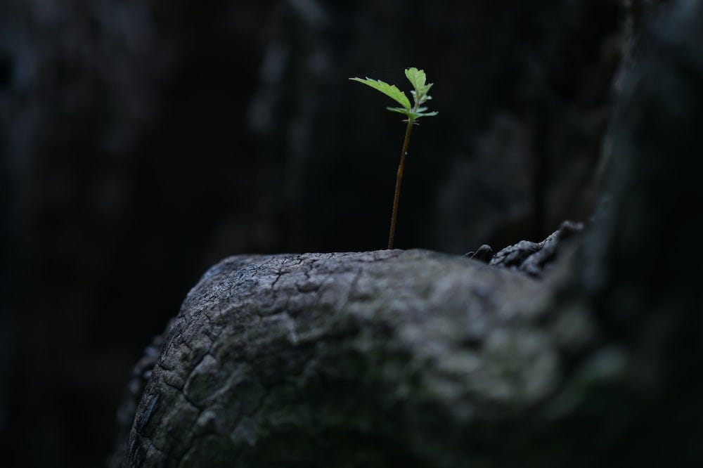 Poem: Endurance’s Song. Through the Darkest Nights: A Journey… | by ...