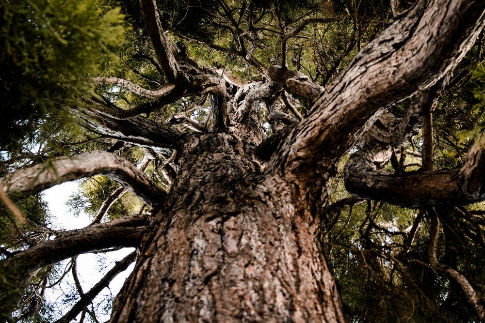 Merkle Tree in JavaScript. 這篇文章會說明 Merkle Tree 的運作原理，以及解釋 Merkle… | by ...