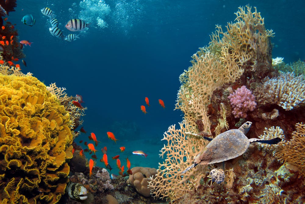 Life Underwater: The Unique Ecosystem Around Offshore Platforms | by ...
