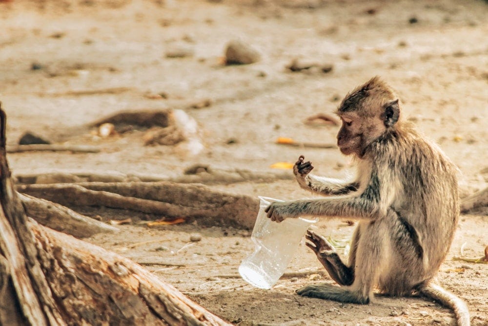The Fragile Balance: Threats to Biodiversity and Strategies for ...