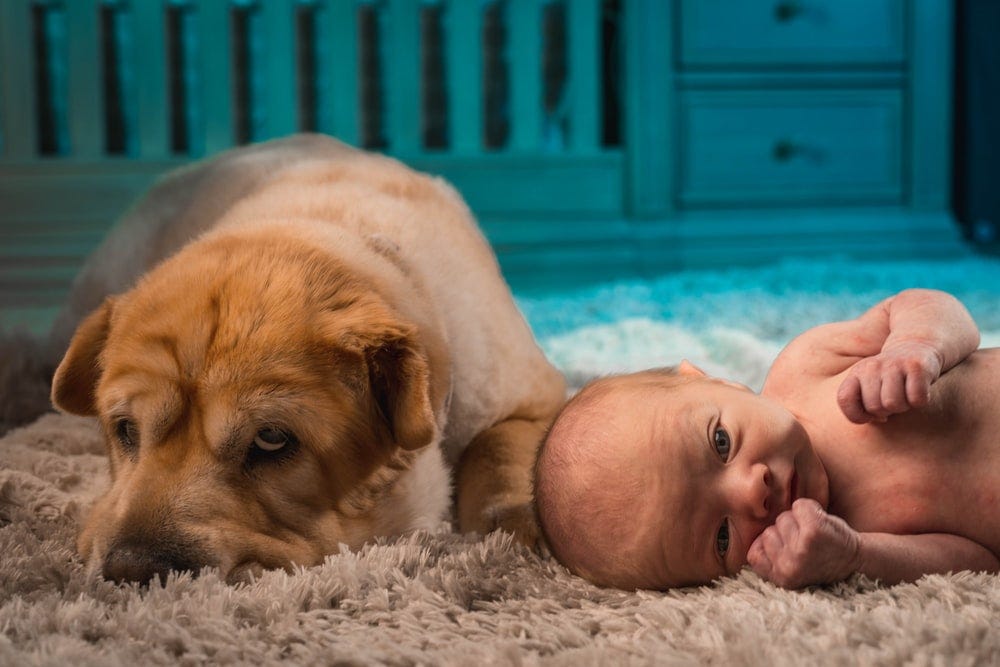 THE 5 BEST DOG BREEDS FOR YOUR CHILD | by Vidhi Nainwal | Medium