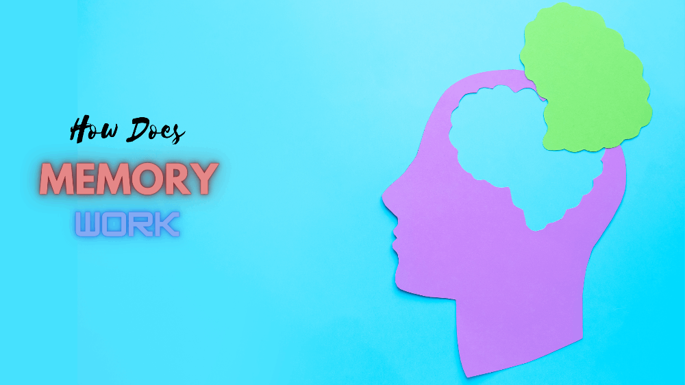 The Science of Memory: How Our Brains Encode, Store, and Retrieve ...