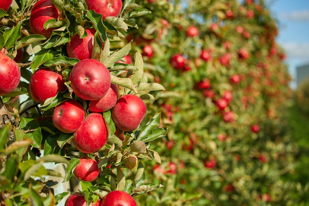 How To Fruit Garden. It is very common to want an orchard in… | by ...