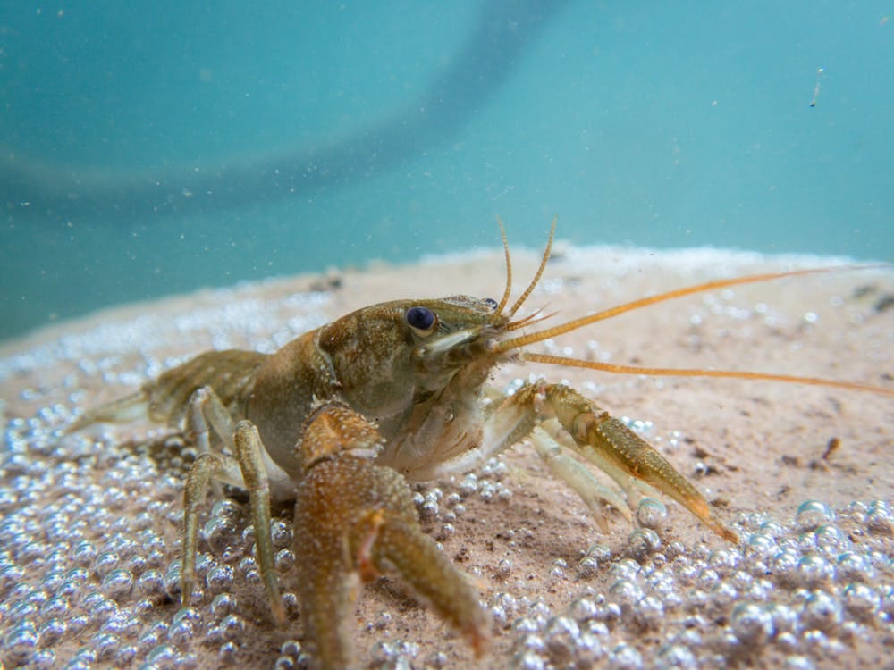 Crayfish. Daily Meditation 927–9/14/2024 | by Lucas A. Davidson | Medium