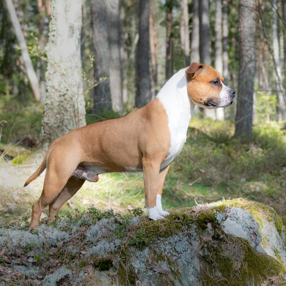 Your First Amstaff - Breed Guide | Purebred Collective