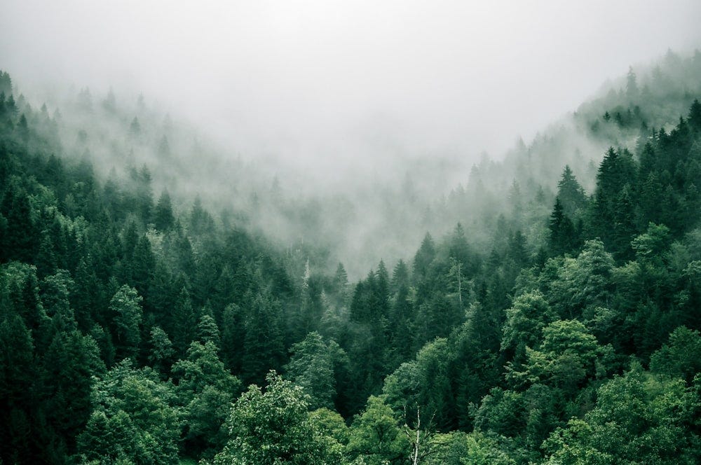 Tree Shaking: Optimize JavaScript for Faster Apps | JavaScript in Plain ...