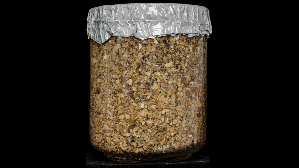 Growing Design: How Mycelium and Code Are Reimagining Sustainable ...