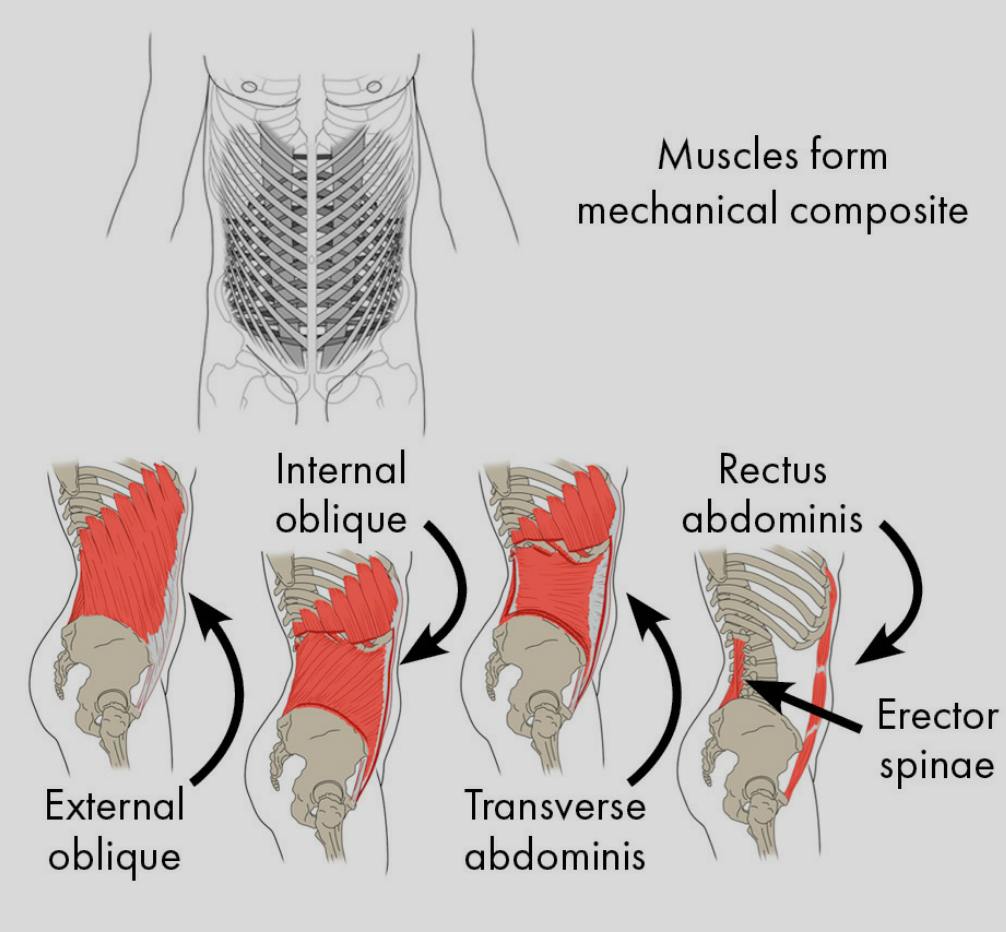Conquering My Back Pain: Insights from 'Back Mechanics' | Medium