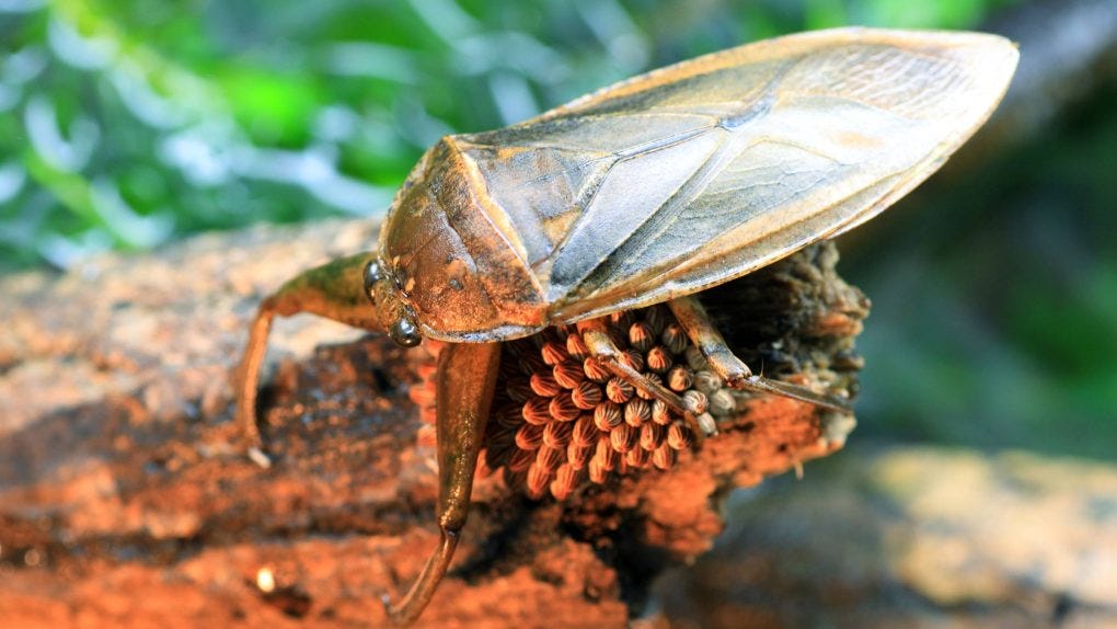 Behold the largest and deadliest bug in the world | by Sadan Nair | Medium