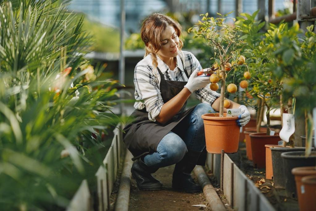 How To Prune Indoor Plants.. Are you tired of your indoor plants… | by Nursery Bazaar | Medium