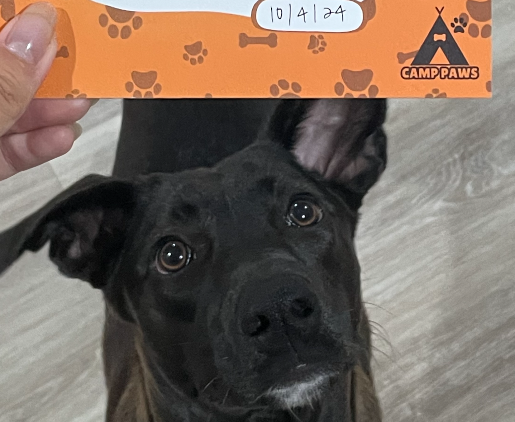 A Day in the Life of a Dog at Camp Paws: What to Expect | by Priscilla Khor | Oct, 2024 | Medium