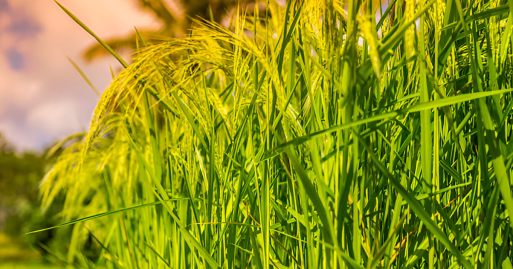 Breaking Down the Myths and Facts About Basmati Rice in 2024 | by ...