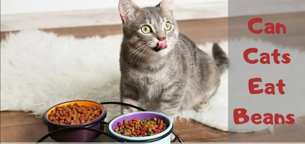 Can Cats Eat Beans? What You Need to Know!! | by Othmane Othmaneel | Nov, 2023 | Medium
