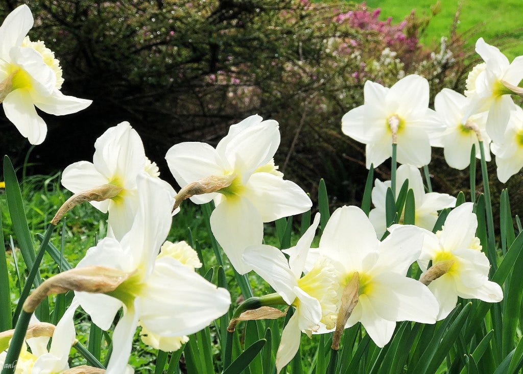 March 26: How the Holy Spirit brings to life our ‘dry bones’ | by Ian ...