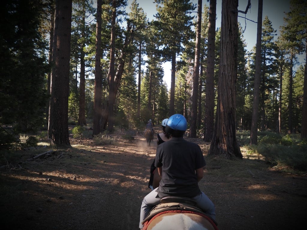California: Where to Find Scenic and Calming Horseback Riding in an Evergreen Forest | by ...