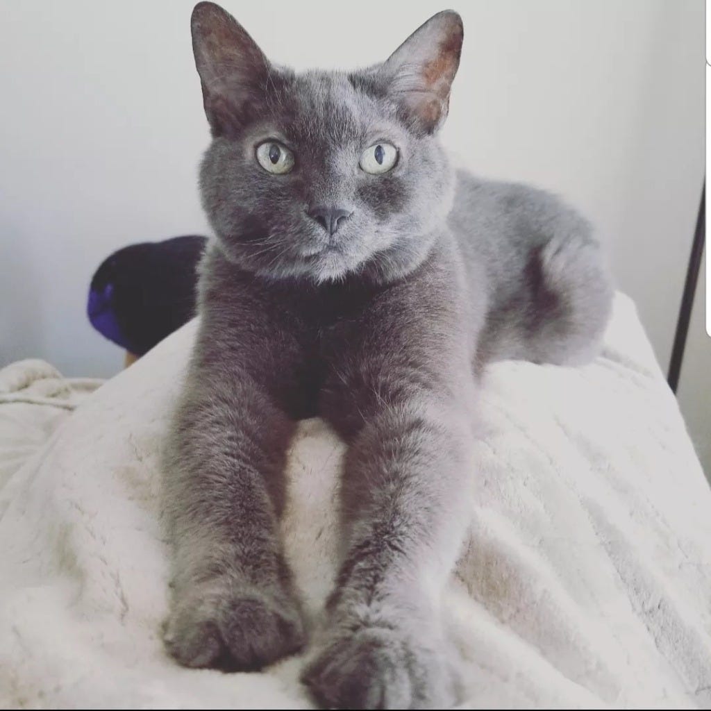 Blue. A prose poem in honor of my best friend | by A.B. - Mindful Words ...