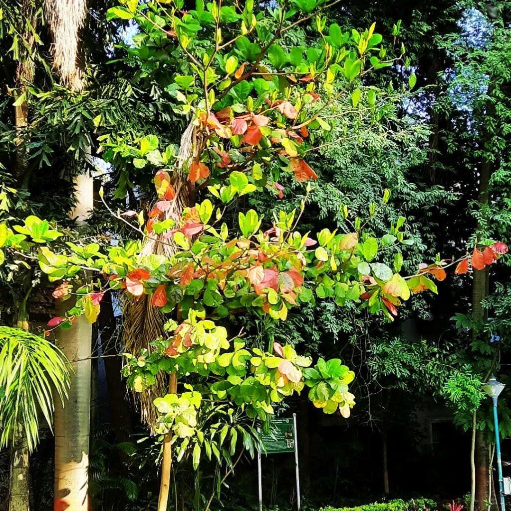 Humor : How to “Bounce” Your Boss’s Wife | by Vikram Karve | Medium