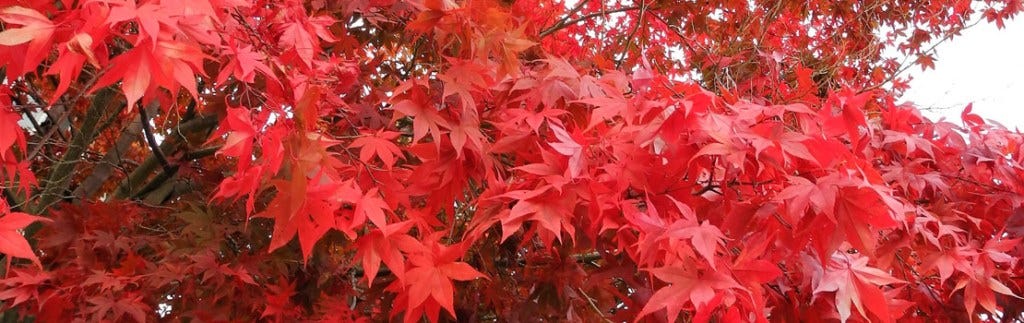 Complex system thinking approach to urban greenery’s planning and ...