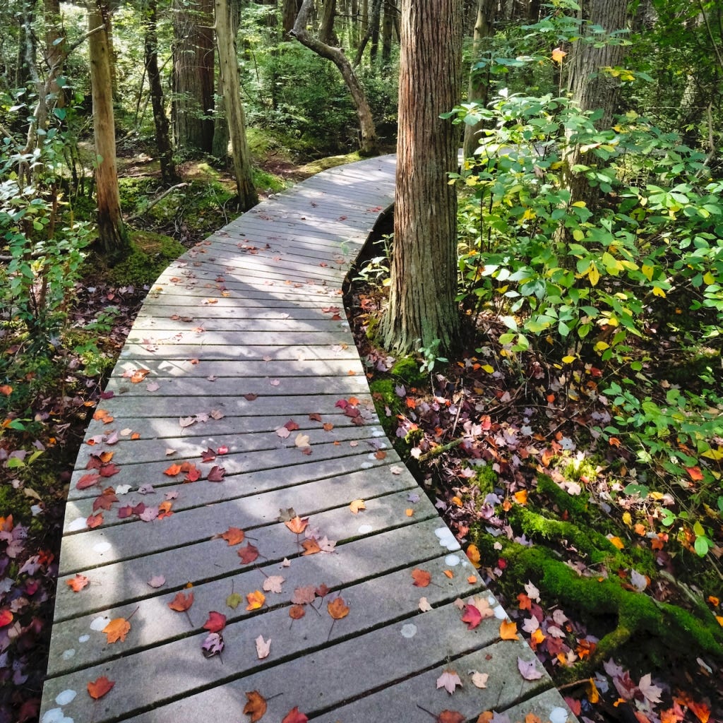 When New Leaders Encounter Toxic Cultures | by Rey Spadoni | Medium