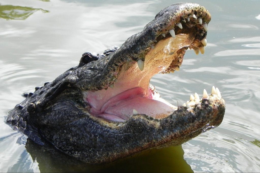 Kayaker Killed by Alligator in Second Deadly Florida Animal Attack In ...