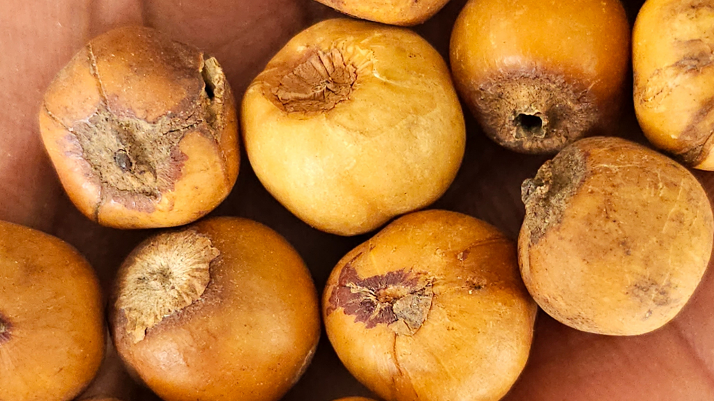 Country Onions: Onion That Tastes Like Garlic | by Smoky Hazel | Medium