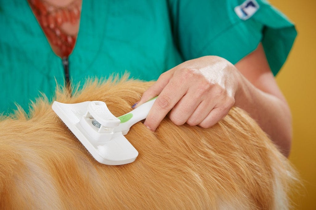 Facts About Brushing Your Dog. A Guide To Brushing Your Dog | by Dhruba ...