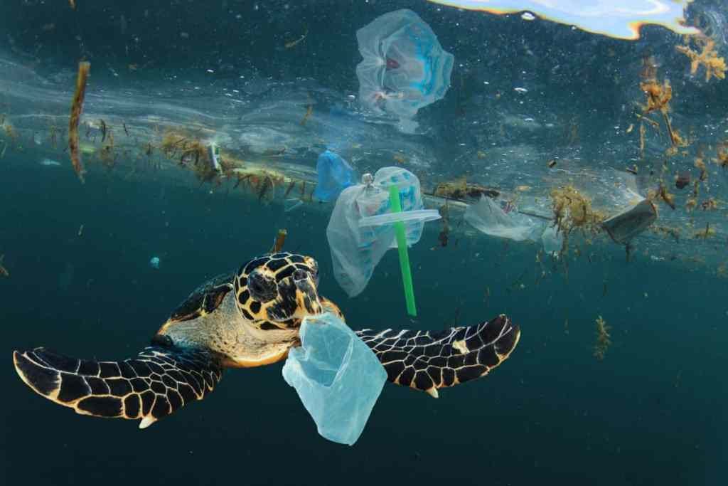 Why Go Plastic Free?. Going plastic-free is a movement that… | by The ...