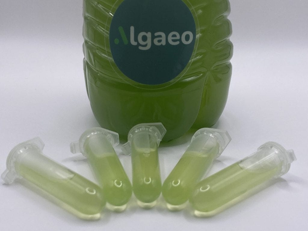 Happy World Algae Day. Read more @ Algaeo.com | by Nick Sokol, PhD | Medium