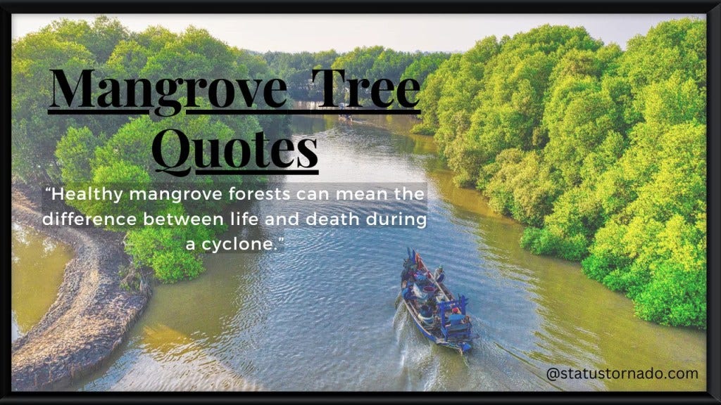 37+ Mangrove Tree Quotes & Instagram Captions To Feel Natural | by ...