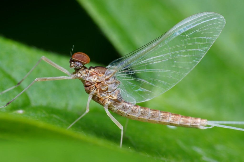 MAYFLIES IN NORTHEAST OHIO 2024: YOUR QUESTIONS ANSWERED | by Pest ...