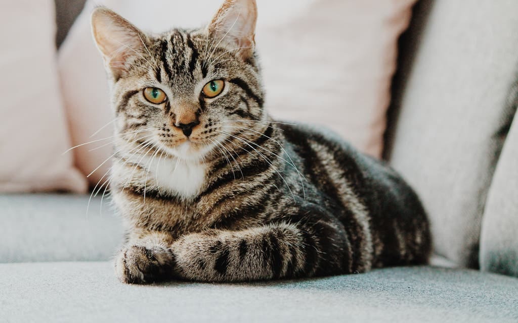 The Feline Phenomenon: Deciphering the Enigma of Cats’ Perfect Landings ...
