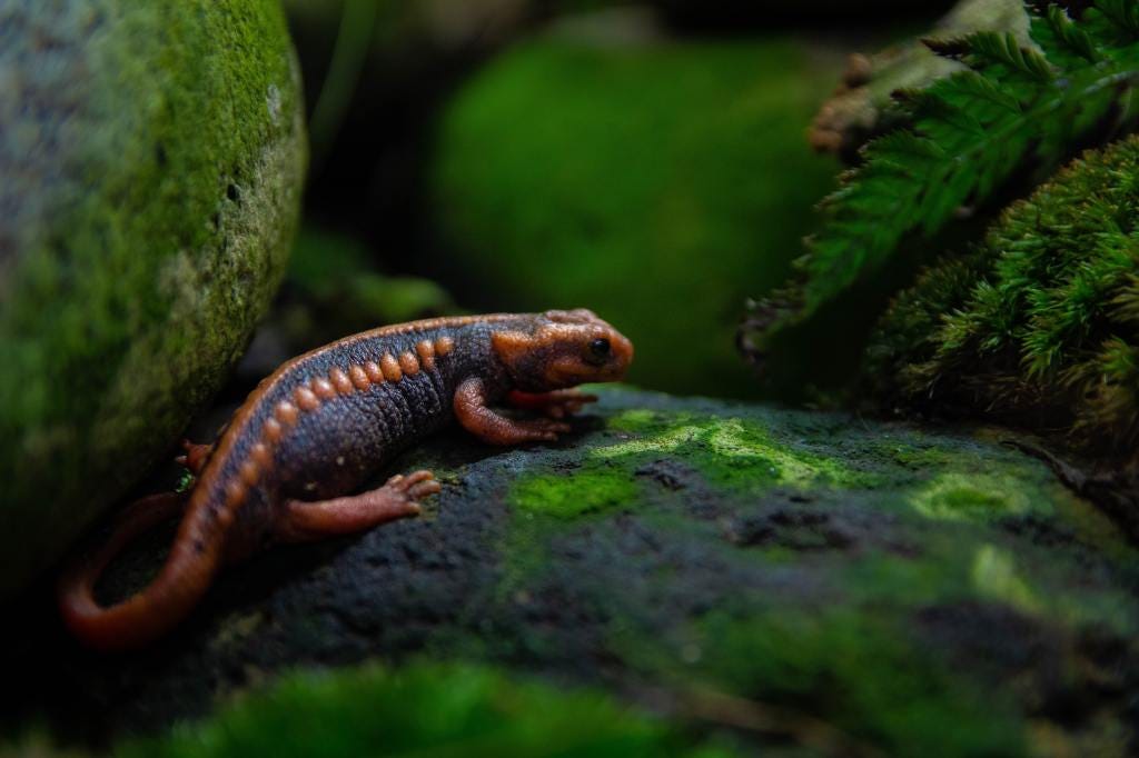 “The Salamander” by Mercè Rodoreda (1967) | by Matthew Rettino ...